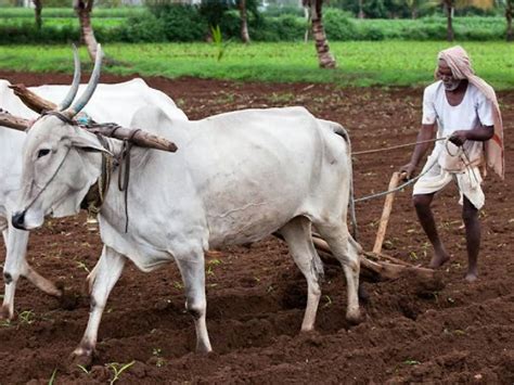 रब्बी हंगामातील पेरणीसाठी धडपड भारनियमनामुळे शेतकरी त्रस्त Struggle
