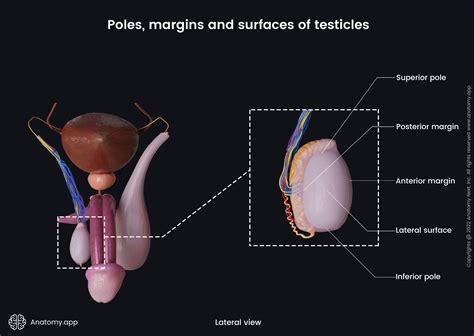 Testicular Anatomy