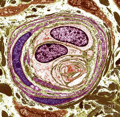Neurolemma Art For Sale Fine Art America
