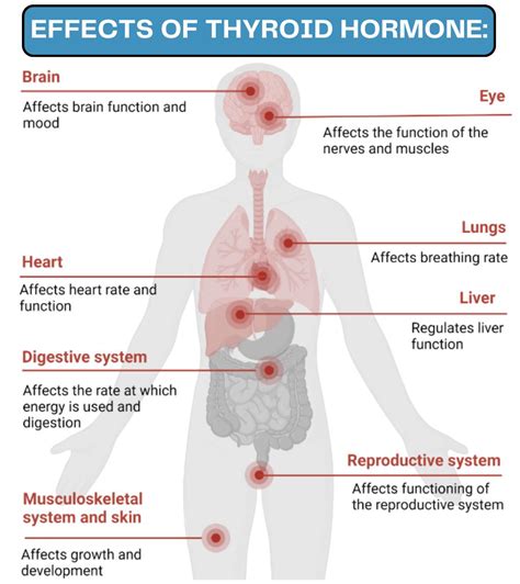 Thyroid Function Is Critical For Your Metabolism And Mental Health Low Thyroid Function Impacts