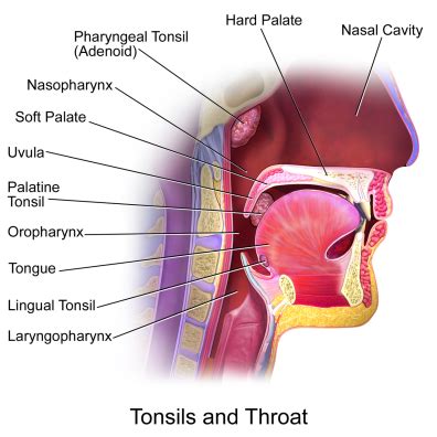 Do We Need Our Tonsils Popular Science