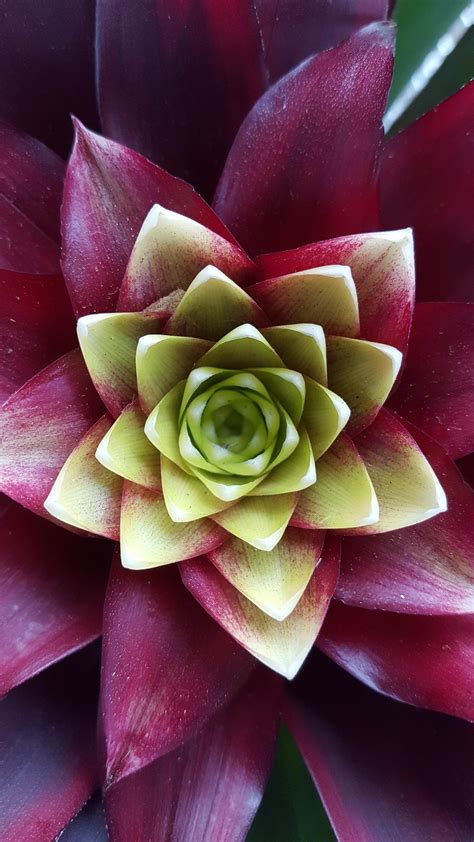 Sacred Geometry Scrolller