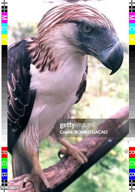 Pag Asa Island Photos And Premium High Res Pictures Getty Images