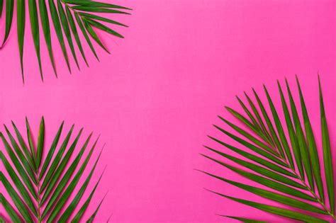여름 시즌 휴일 배경 개념의 테이블 평면도 항공 이미지 현대 소박한 분홍색 종이 배경에서 평평한 누워 코코넛 또는 야자수 녹색 잎 창의적인 디자인을 위한 여유 공간 콘텐츠를