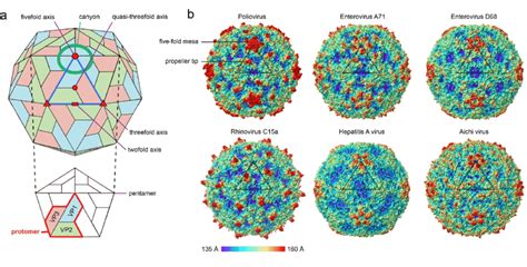 Picornavirus Structure A Schematic Representation Of A Picornavirus