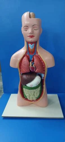 Fiberglass Human Torso Small 8 Parts 80 Cm At ₹ 1000piece In Ambala