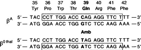 Prenatal Diagnosis Of β Thalassemia — Detection Of A Single Nucleotide
