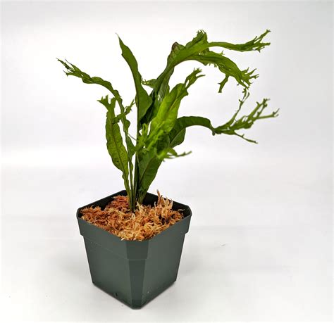 Microsorum Pteropus Windelov