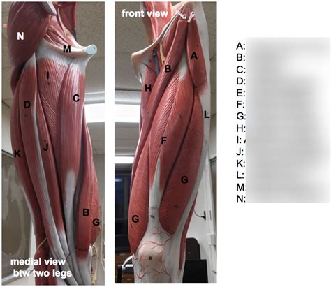 Gracilis Model