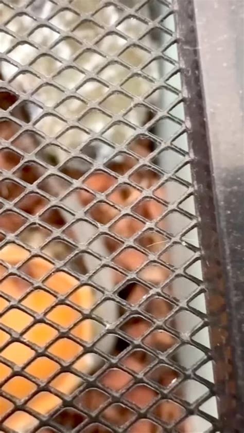 Хөдөөний хүүхэн Байгалийн хөргөгч 🧊 БайгальХамгаалахАялал ЗочинРенжер Хантай өөртөө үйлчлэх