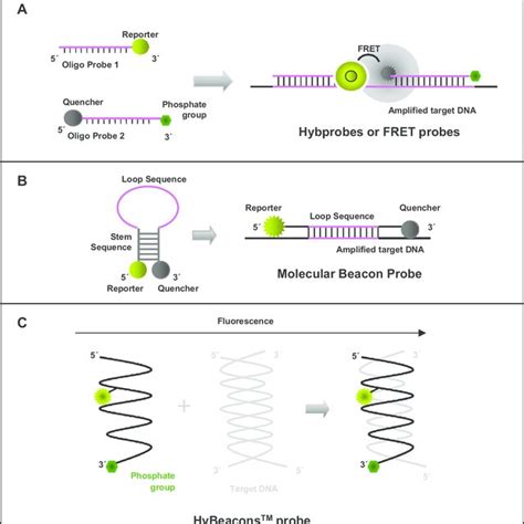 Pdf Real Time Pcr Detection Chemistry
