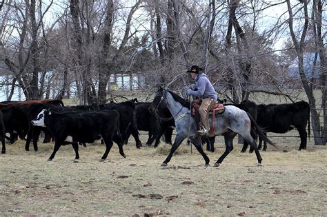 Lazy JS Ranch Stallions