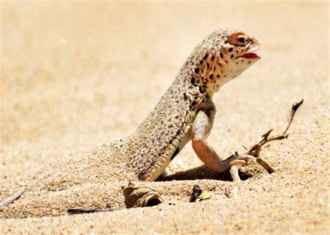 Lizards Of The Mojave Desert