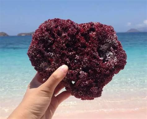 史上最好的科莫多岛小众旅行攻略没有之一 知乎