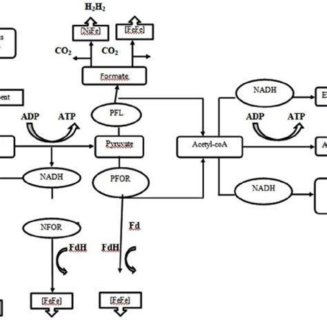 Dark Fermentation Pathways For Hydrogen Production Download Scientific Diagram
