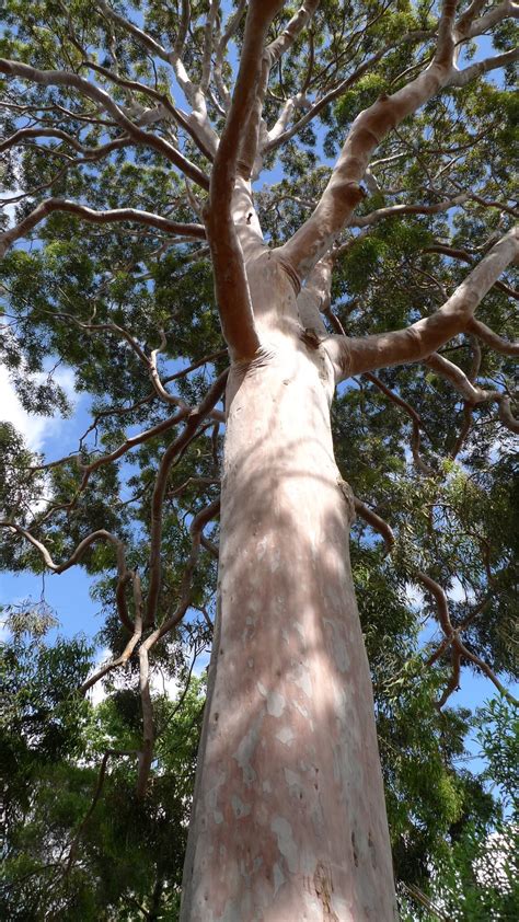 Tree Logic How Do Trees Access The Internet They Log Tree Logic How Do Trees Access The Internet They Log