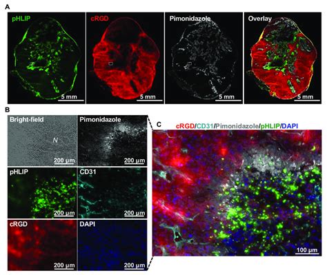 Spatial Relationship Of The Itd Of Phlip With The Crgd Peptide Based
