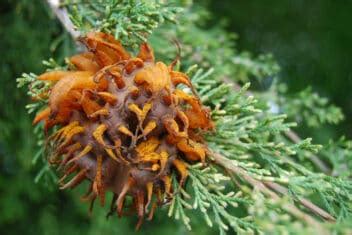 Cedar Apple Rust How To Identify And Stop This Fungal Disease