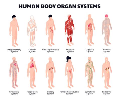 인간 신체 장기 체계 의 일러스트 프리미엄 벡터