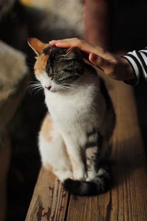 Know More About The Majestic Korean Bobtail Cat Catbuzz