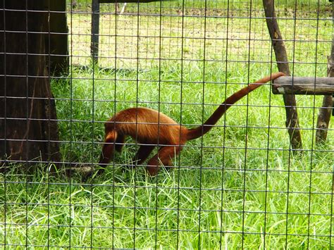 Eliott Et Eva En Guyane Le Zoo De Guyane