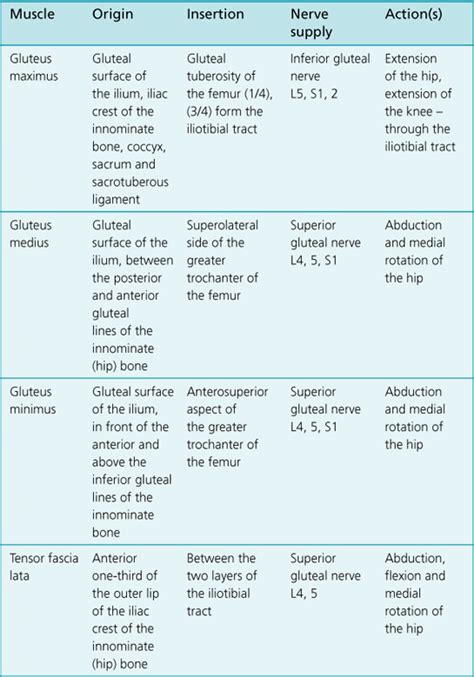 Hip Joint Musculoskeletal Key