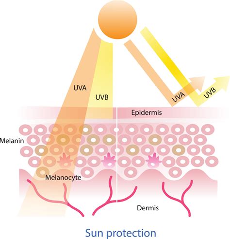 Sun Protection Uva And Uvb Radiation Penetrate Into The Skin Layer