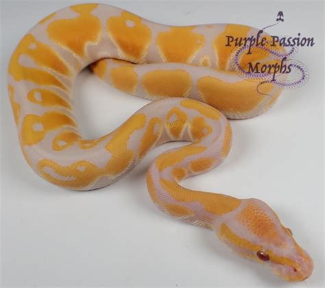 Lavendar Albino Het Axanthic Ball Python By Purplepassion Morphs