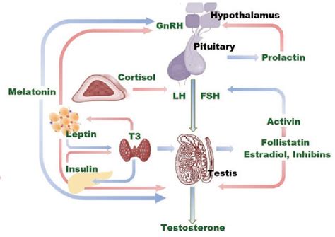 Male Reproductive Hormones And Semen Quality Semantic Scholar