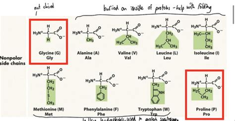 BIOC Module 1 Learning Objective Answers And Some Others Flashcards Quizlet