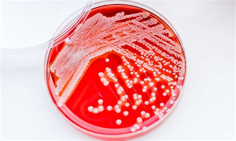 Staphylococcus Pseudintermedius An Overview Clinicians Brief