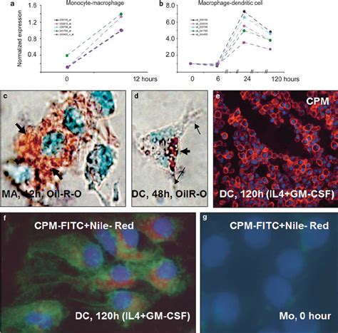 Microarray Data For Cpm Gene Activation During Monocyte Macrophage Ma