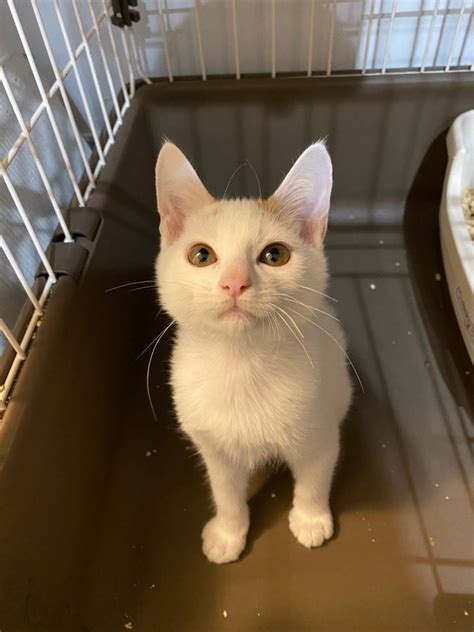 Z李 🇺🇦 No War 🕊 On Twitter 舵木まぐろさんに保護してもらった猫。