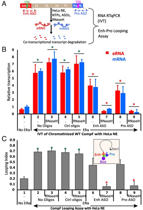 Transcript Abundance Dependency Between The Enhancer And Promoter A
