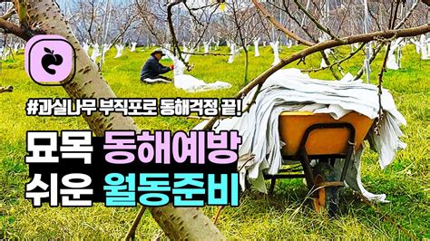 🍑과일나무 동해 예방 걱정 끝 부직포로 꼼꼼한 월동준비해요 냉해 월동 보온 Youtube