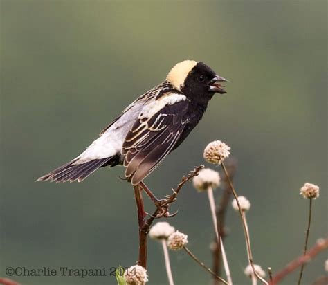 Bobolink Audubon Field Guide
