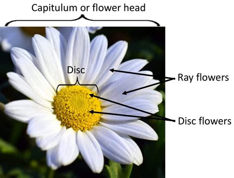 Botany 101 Flowers Laidback Gardener