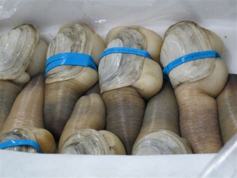 Inside The Shellfish Processing Plant Element Seafood