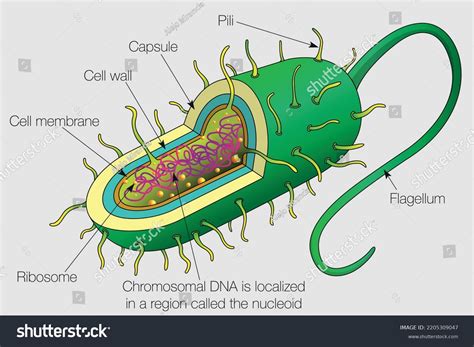 Prokaryotic Cell Structure Diagram Vector Illustration