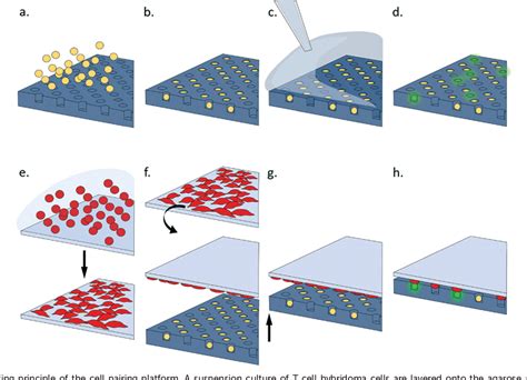 Figure 2 From Lab On A Chip Hollow Silicon Microneedle Fabrication Using Advanced Plasma Etch