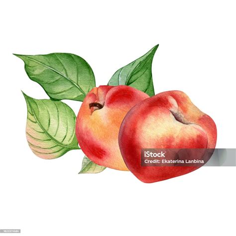 천도 복숭아와 잎사귀가 흰색 배경에 분리된 수채화 그림 잘 익은 과일 그림 복숭아 손이 그렸습니다 패키지 라벨 주방 스킨 케어 화장품 주스 디자인 요소 과일에 대한 스톡