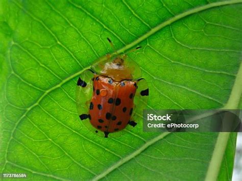 잎에 거북이 딱정벌레 클로즈업 거북이 딱정벌레는 잎 딱정벌레 하위 가족 히피나 내의 부족의 인공 그룹입니다 N 가장자리에 대한