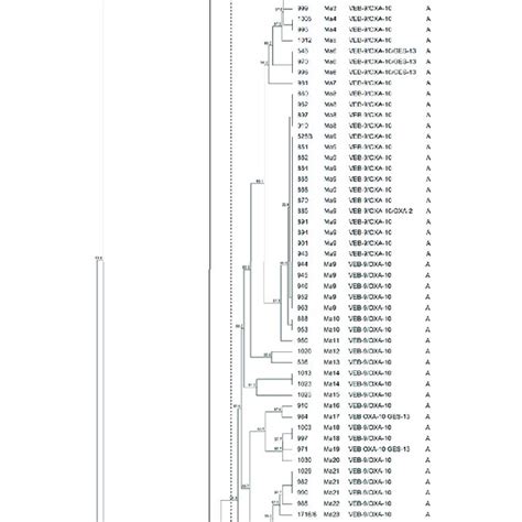 Analysis Of Pfge Patterns Dendrogram Presents Pfge Profiles