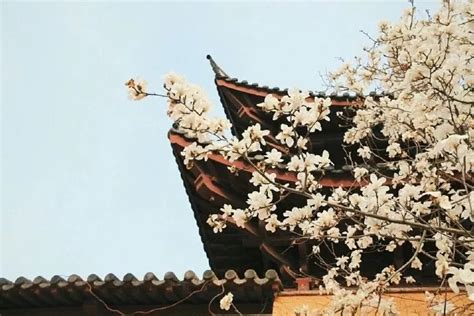 名家诗选张建民凝望窗前的白玉兰 时光