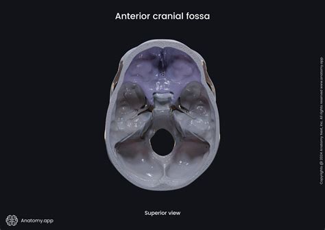 Anterior Cranial Fossa Media Library Anatomy App Learn Anatomy 3d Models Articles And