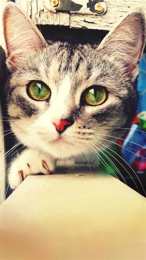 猫大大 大耳猫 猫 大山谷图库