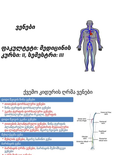 4 ვენები Pdf