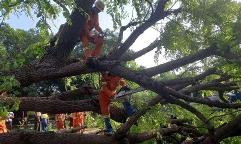 暴雨强风把树木拦腰折断仰光多地树木倒塌威胁人民的生命财产安全 知乎