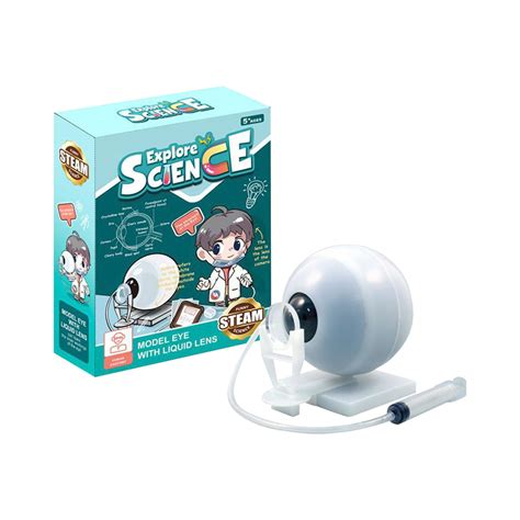 Eye Model Replica Of An Eye With Conditions For Human Anatomy Physiology Education Anatomy