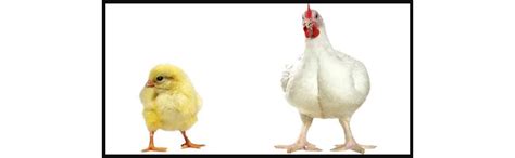 Условия кормления бройлеров для быстрого роста. Чем кормить бройлеров в ...